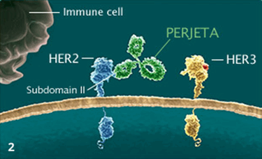 pertuzumab structure