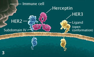 how does pertuzumab work