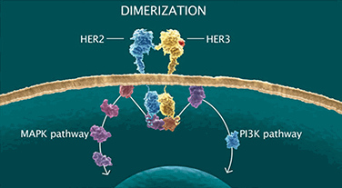 pertuzumab and trastuzumab side effects